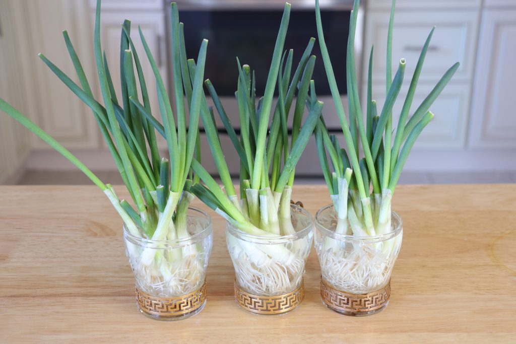 CiCiLi.tv - How to Regrow Scallions in Water