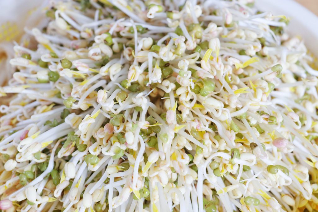 CiCiLi - Grow Bean Sprouts at Home