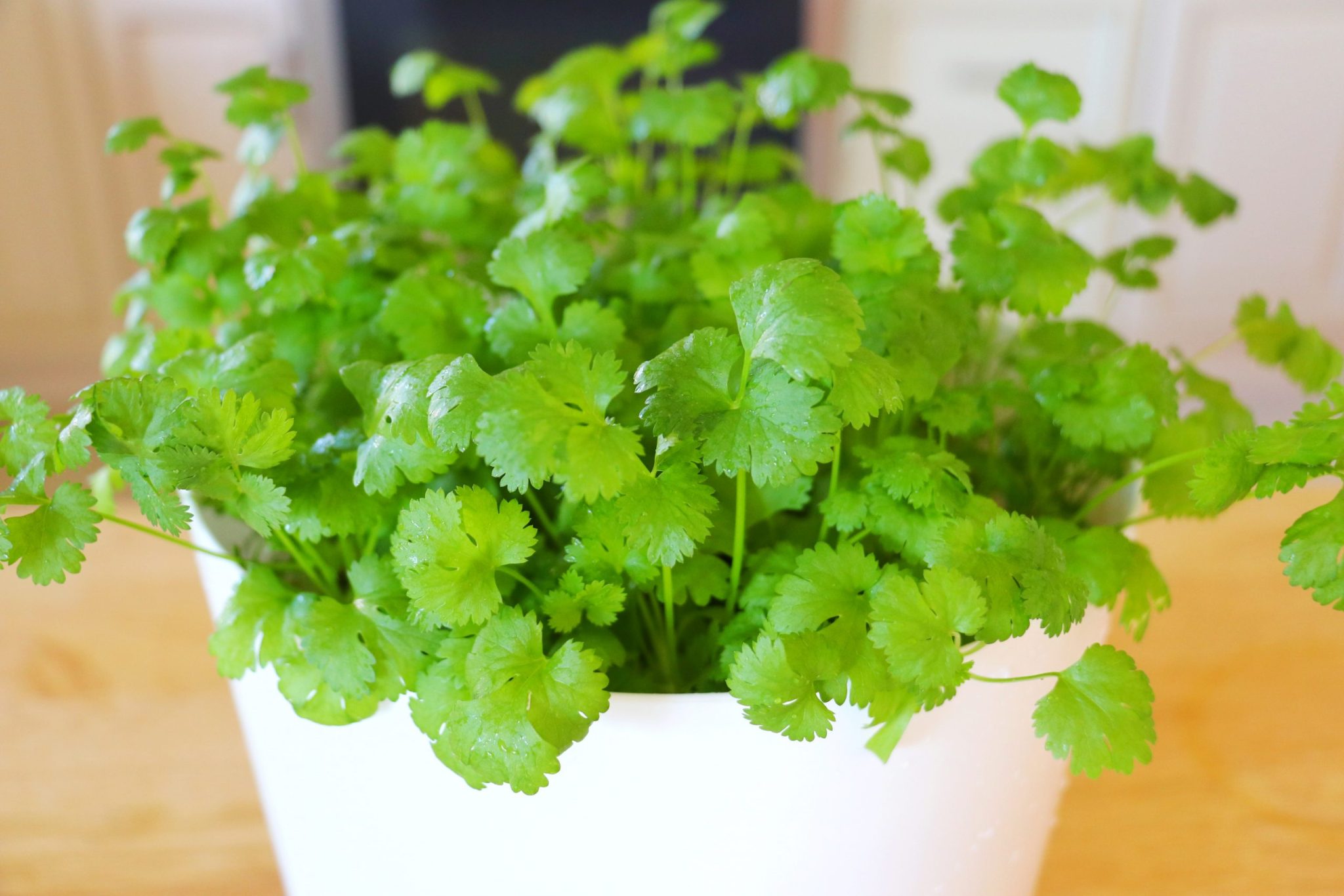 CiCiLi.tv - How to Quickly Grow Cilantro Indoor?