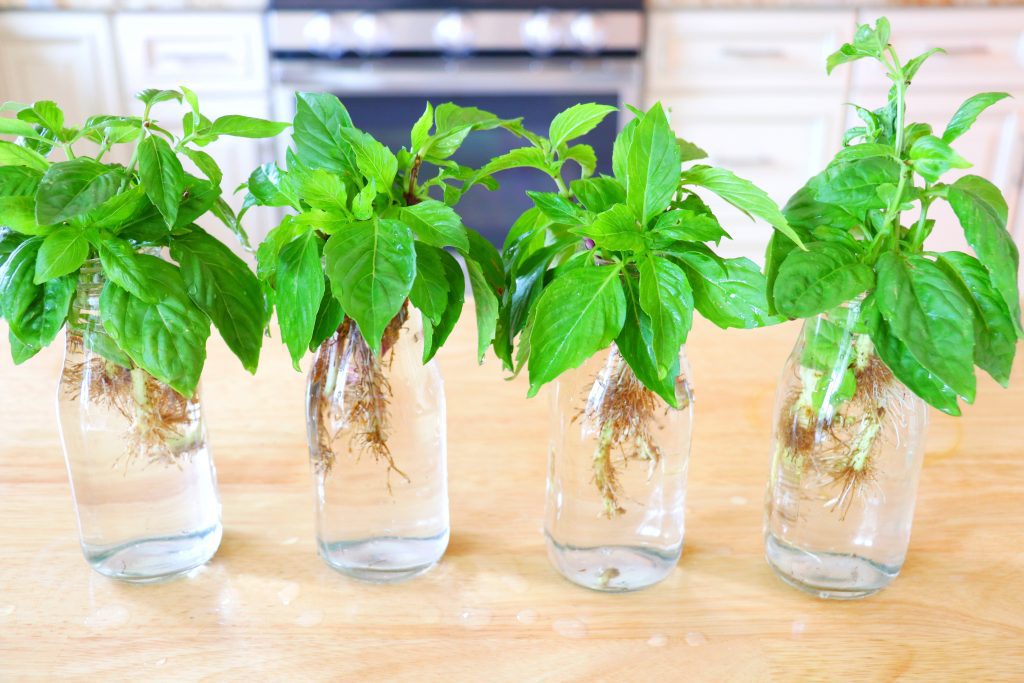 CiCiLi.tv - Growing Basil from Cuttings