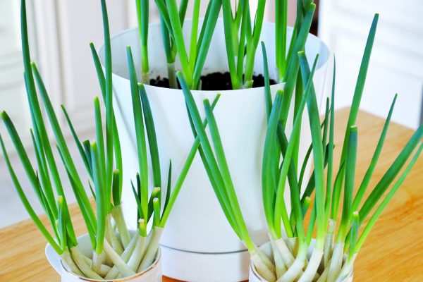 CiCiLi.tv - 2 Ways to Quickly Regrow Scallions, Soil VS Water!